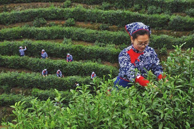 Authentic Hangzhou Longjing Tea Culture Experience Tour - What Reviewers Love About This Tour
