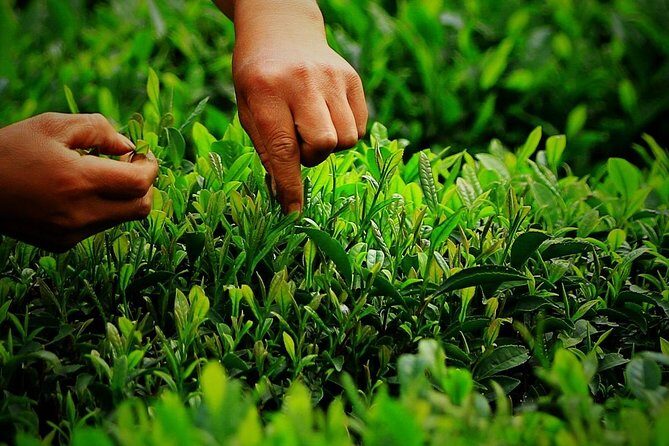 Authentic Hangzhou Longjing Tea Culture Experience Tour - FAQ