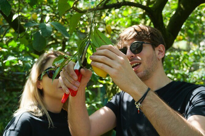 Authentic Lemon Experience at a Farm in Sorrento with Tastings - Authenticity and Value