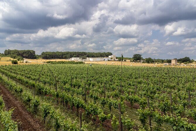 Authentic Marsala Wine Tasting Experience in a Historic Winery - Key Points