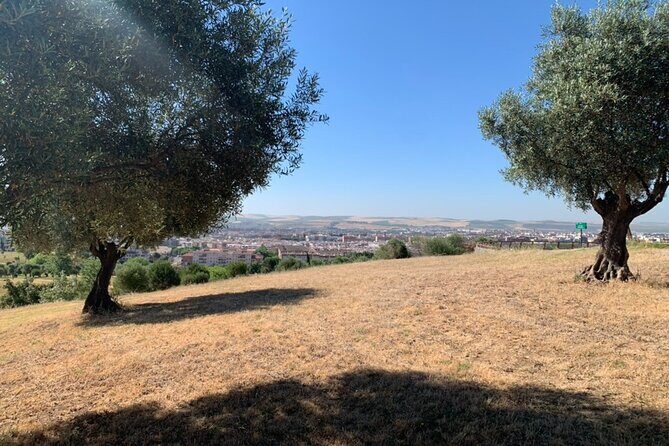 Authentic Olive Oil Tasting in Cordoba, Spain - Key Points