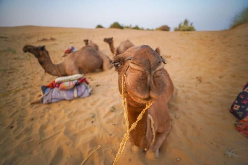 Authentic Overnight Camel Safari & Sleep Under the Stars - FAQ