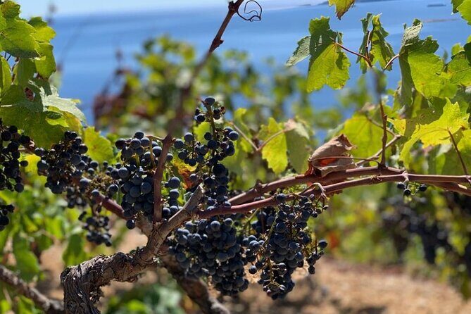 Authentic private viewpoint wine&dine tour - Ston: History, Flavors, and Local Culture