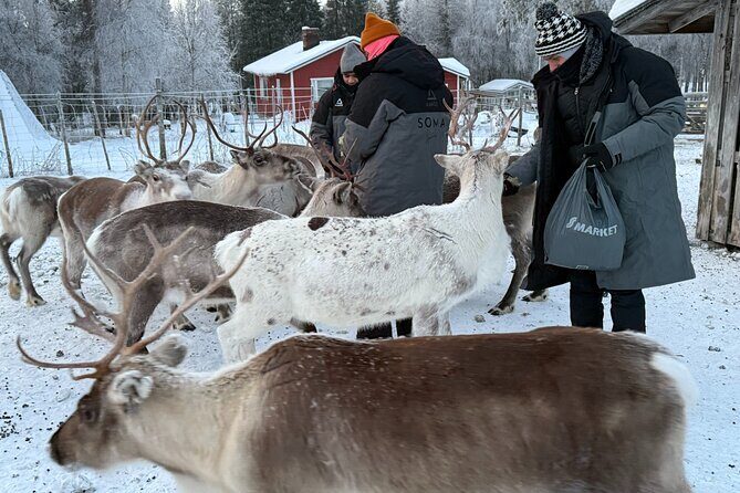 Authentic Reindeer Experience and Ice Fish with Lunch in the Wild - The Sum Up