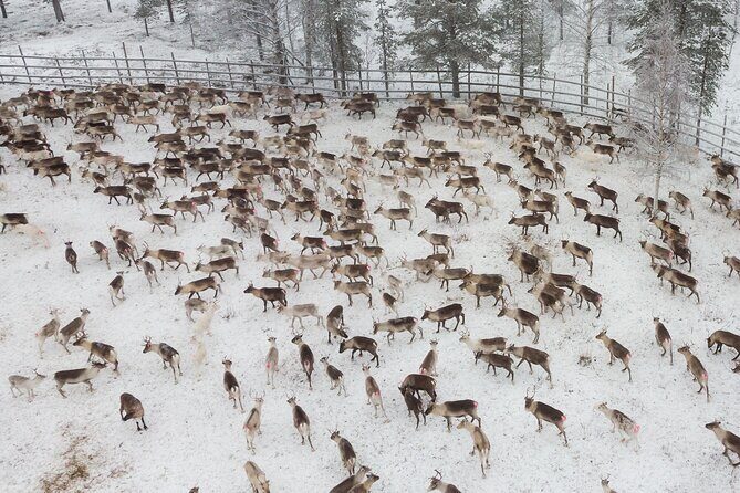 Authentic Reindeer experience in the wilderness in Levi - Key Points