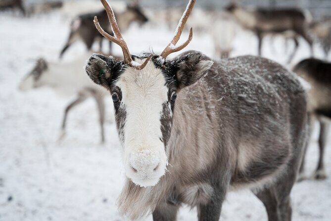 Authentic Reindeer experience in the wilderness in Levi - What to Expect at Each Step