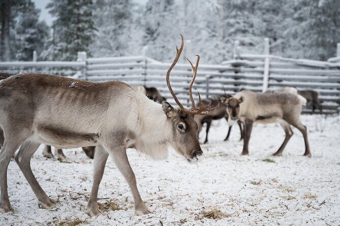 Authentic Reindeer experience in the wilderness in Levi - FAQ