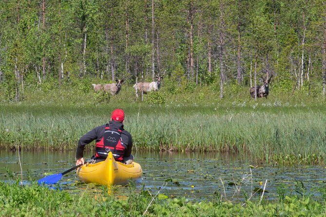 Authentic Reindeer Farm and Canoe Experience from Rovaniemi. - An Authentic Reindeer Encounter in Lapland