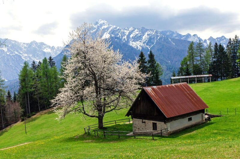 Authentic Slovenia: A Mystery Travel Day Tour - What Past Travelers Say