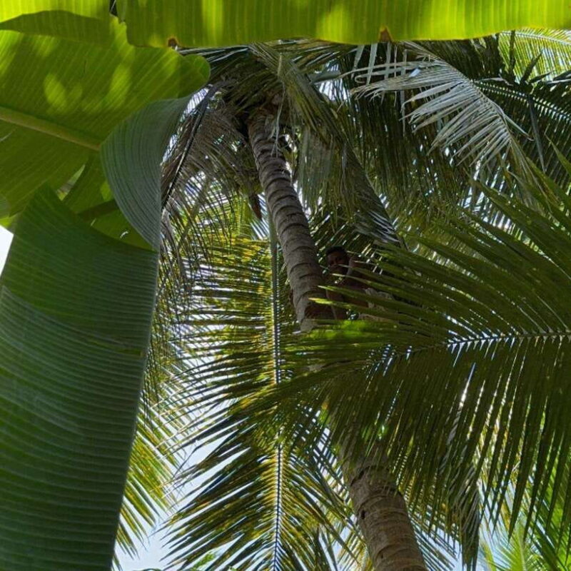 Authentic Sri Lankan Village Experience with Local Family - Exploring Village Life and Local Culture