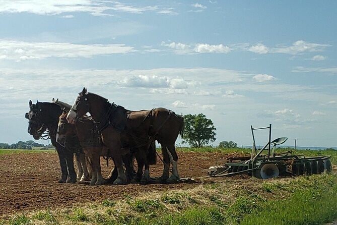 Authentic Tour & Meal with the Amish! - Return and Reflection