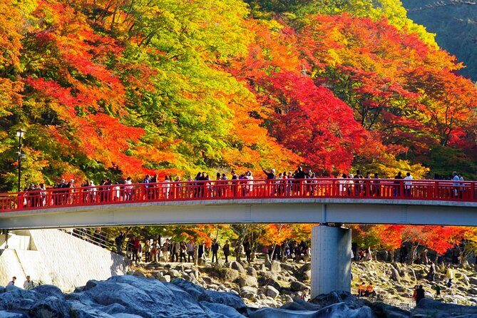 Autumn leaves illuminations at Korankei , winter cherry blossoms - Key Points