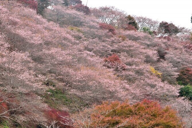 Autumn leaves illuminations at Korankei , winter cherry blossoms - Practical Tips for Travelers