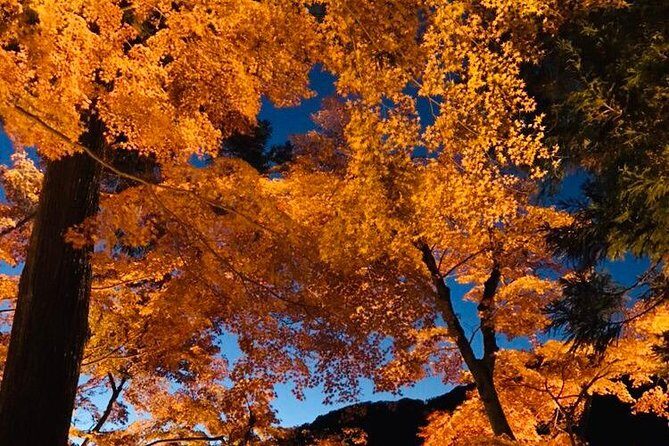 Autumn leaves illuminations at Korankei , winter cherry blossoms - Who Would Love This Tour?