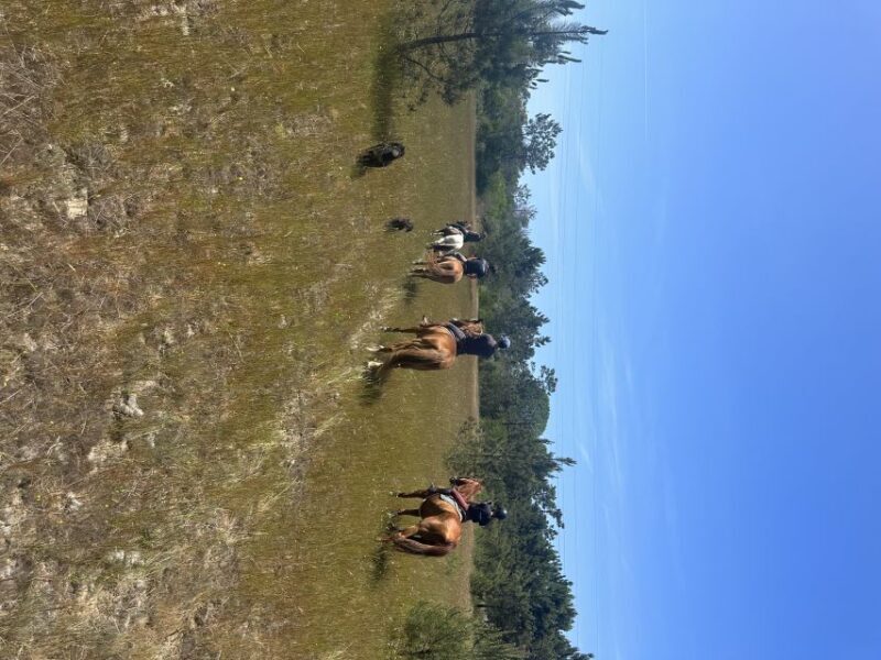 Aveiro: Horse Riding Experience with Instructor - Who Will Love This Experience?