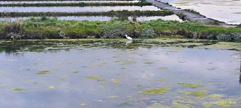 Aveiro: Ria Highlights Boat Tour - FAQ