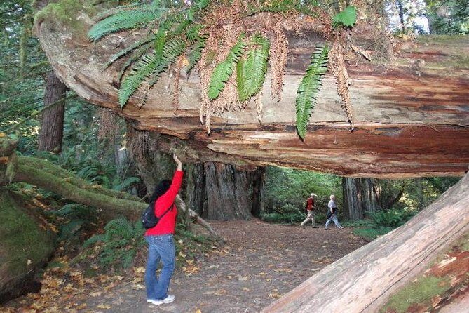 Avenue of the Giants Redwoods private 2-day tour +1 night hotel - The Itinerary: A Deep Dive into the Redwood Adventure