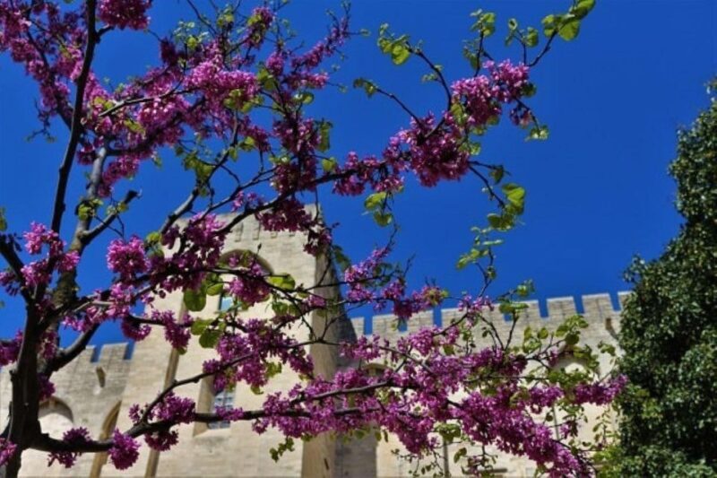 Avignon: Around The Palace Tour - A Deep Dive into the Experience