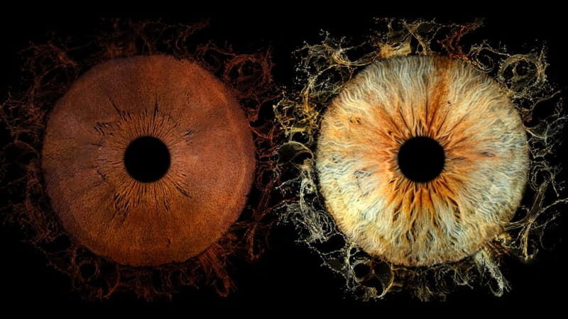 Avignon: Reveal the beauty of your iris with Iris Galerie - What’s Involved in the Iris Experience