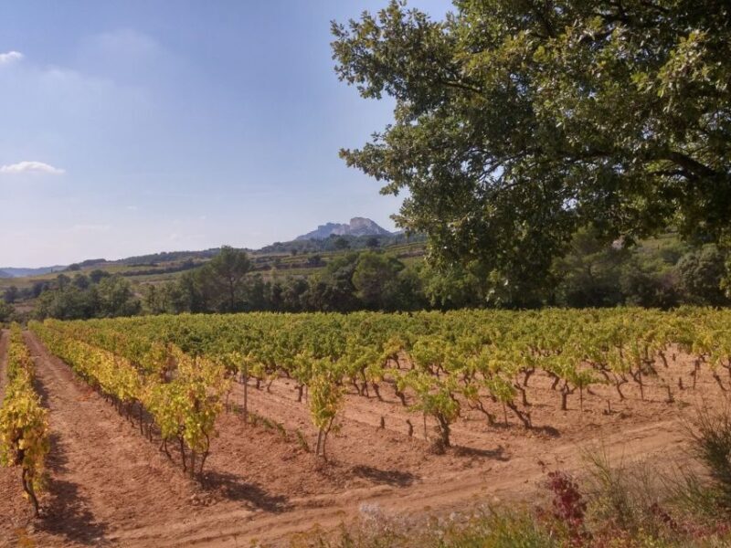 Avignon: Wine Tasting Tour - FAQ