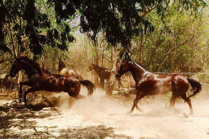 Award-winning Private Classic Horseback Ride - The Practicalities and Value