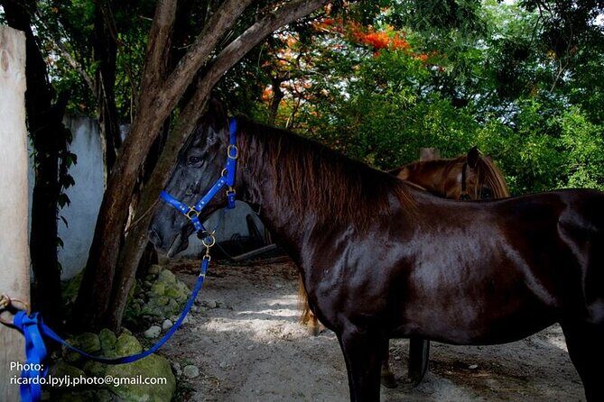 Award-winning Private Classic Horseback Ride - Who Is This Tour Best For?