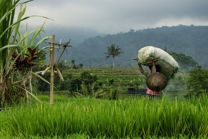 AWay From Home - Bali Village Tour - FAQs