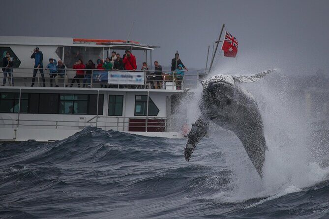 Awesome Sydney Lunch Cruise with Whale Watching Activity Tour - An In-Depth Look at the Experience