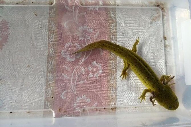 Axolotl Tour from CDMX - Practical Considerations and Value