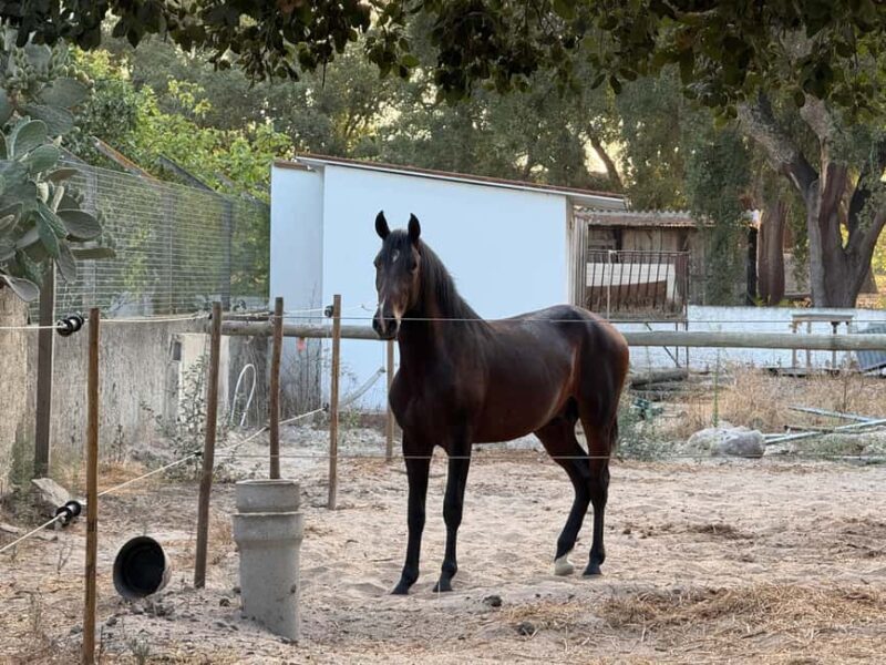 Azeitão: Horseback Riding, Tasting, Farms, and Cristo Rei - Final Thoughts