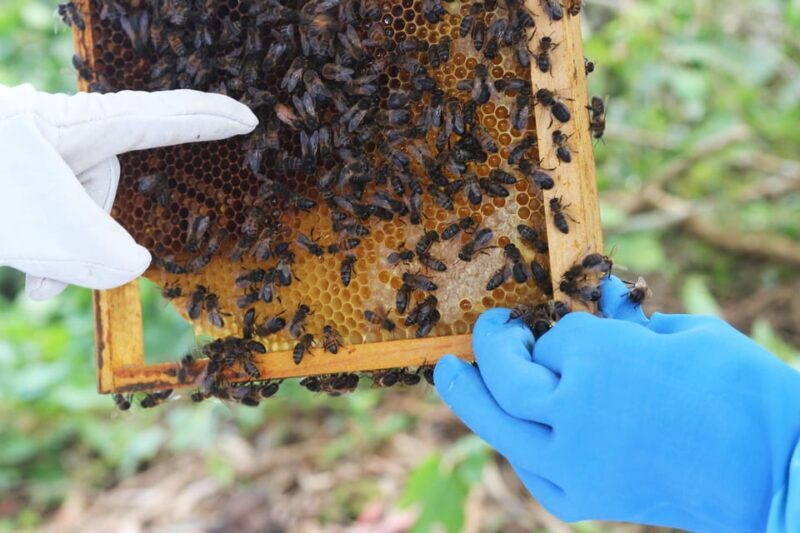 Azores Beekeeping Tour and Honey Taste - Key Points