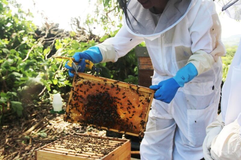 Azores Beekeeping Tour and Honey Taste - Value and Practical Details