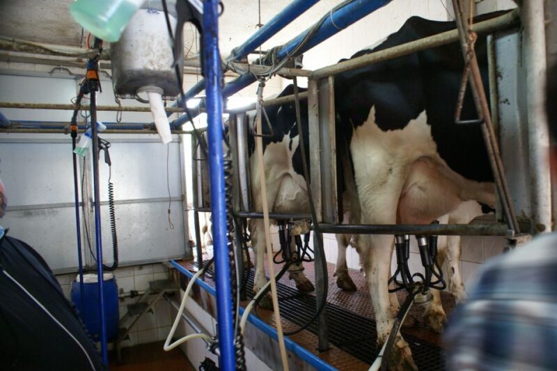 Azores: Day at the Farm with Outdoor Traditional Lunch - What to Expect from This Tour