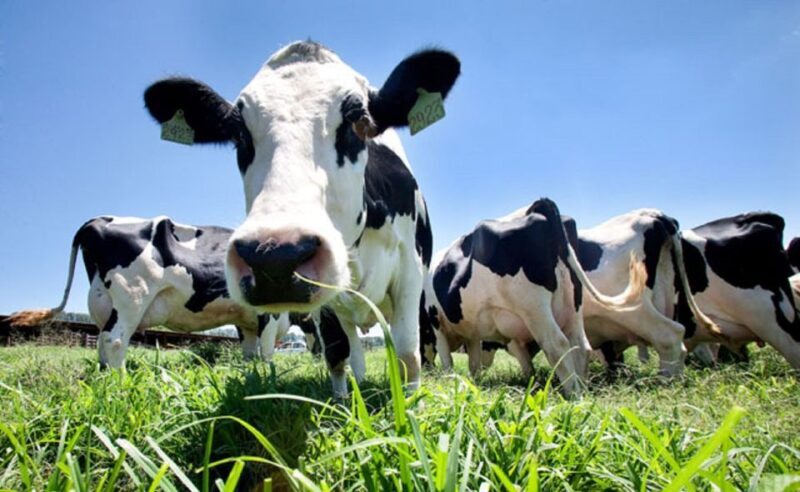 Azores: Day at the Farm with Outdoor Traditional Lunch - Analyzing the Value