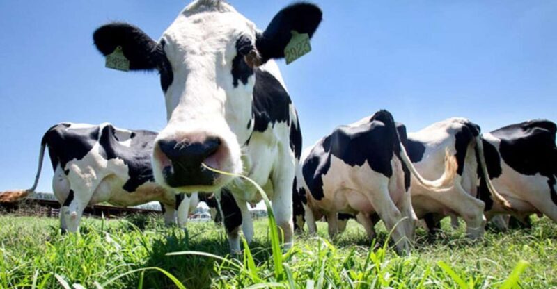 Azores: Day at the Farm with Outdoor Traditional Lunch - Who Should Consider This Tour?