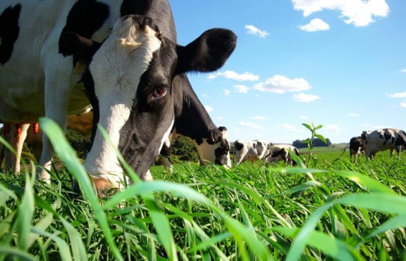 Azores: Day at the Farm with Traditional Lunch - Who Should Sign Up?