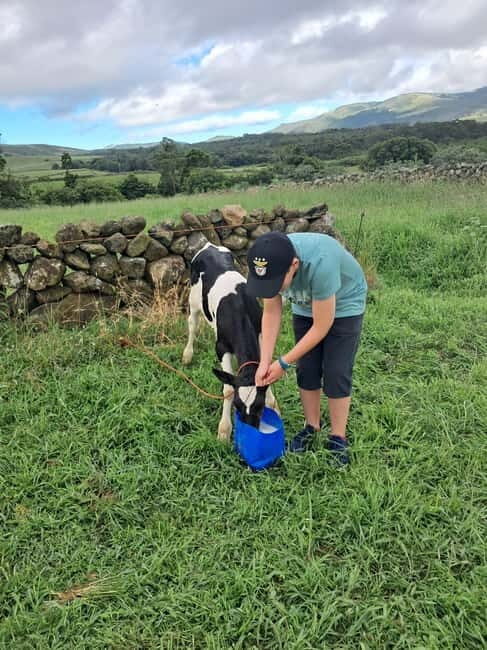 Azores: Half-Day Dairy Farm Tour - Is This Tour Worth the Price?