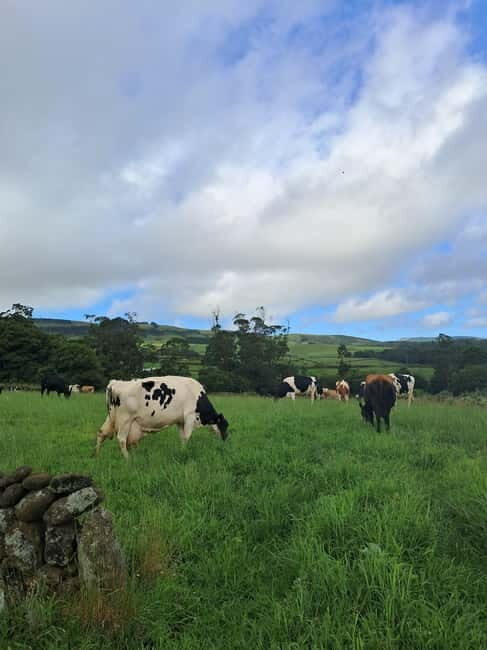 Azores: Half-Day Dairy Farm Tour - Final Thoughts: Who Should Consider This Tour?