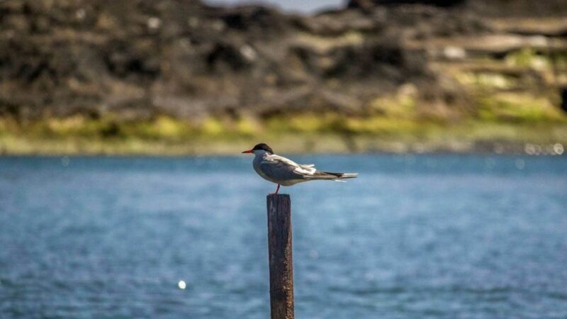 Azores Marine Birdwatching Expedition - Introduction: Why the Azores Marine Birdwatching Expedition is Worth Considering