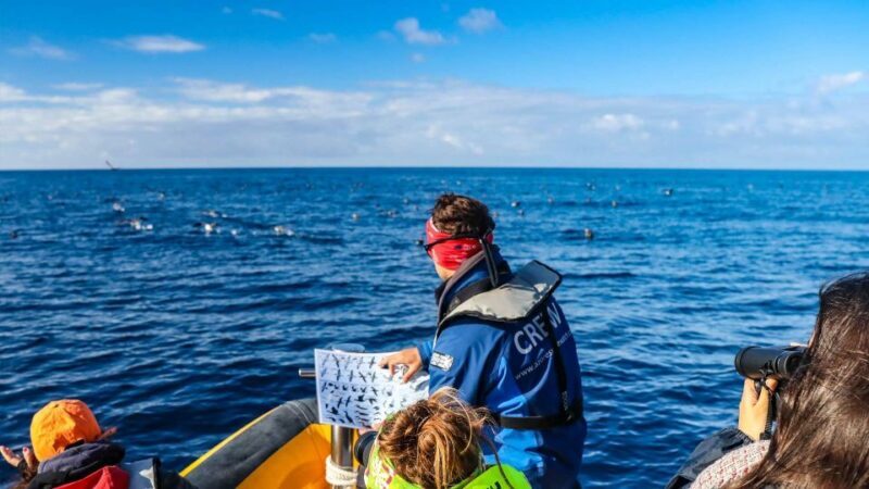 Azores Marine Birdwatching Expedition - Key Points
