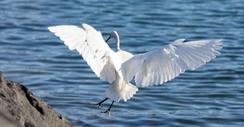 Azores Marine Birdwatching Expedition - What Makes This Tour Stand Out
