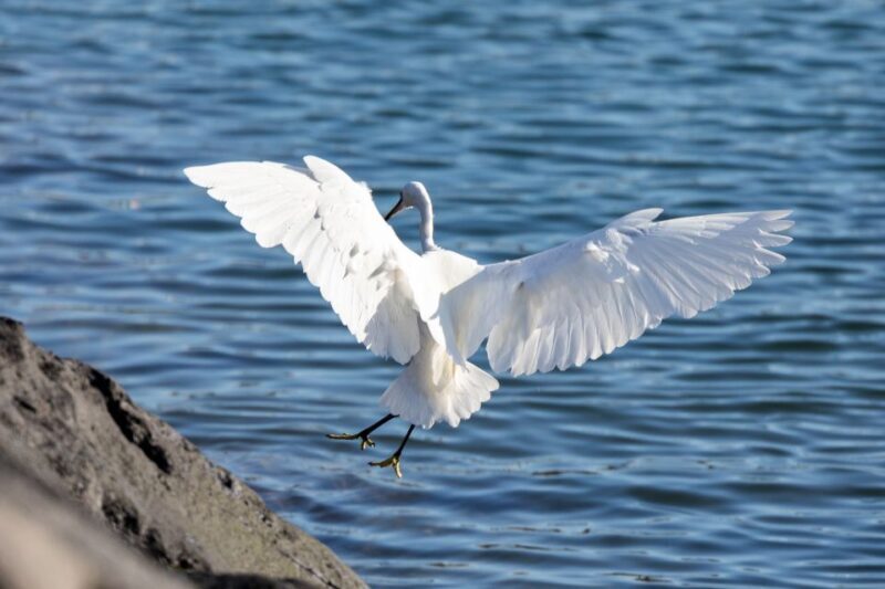Azores Marine Birdwatching Expedition - Final Thoughts: Who Will Love This Experience?