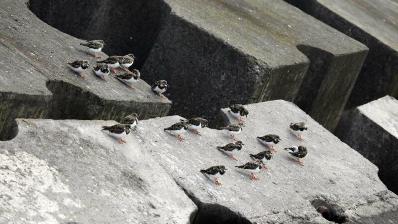 Azores Marine Birdwatching Expedition - FAQ