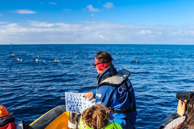 Azores Marine Birdwatching Expedition w/ Biologist Guide - Introducing the Marine Birdwatching Expedition
