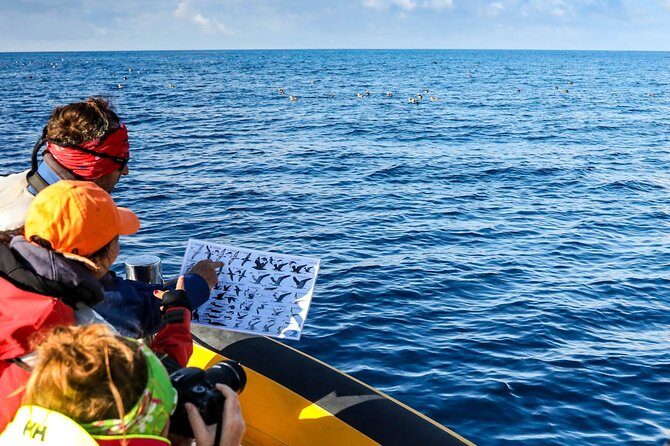 Azores Marine Birdwatching Expedition w/ Biologist Guide - Authentic Birding Experience and Unbeatable Guides