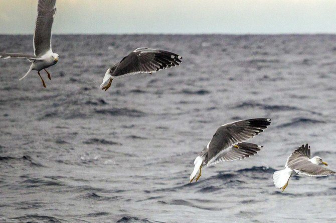 Azores Marine Birdwatching Expedition w/ Biologist Guide - Practical Tips for a Smooth Trip