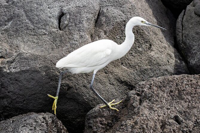 Azores Marine Birdwatching Expedition w/ Biologist Guide - Summary