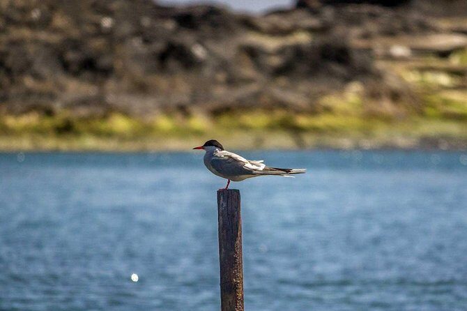 Azores Marine Birdwatching Expedition w/ Biologist Guide - Frequently Asked Questions