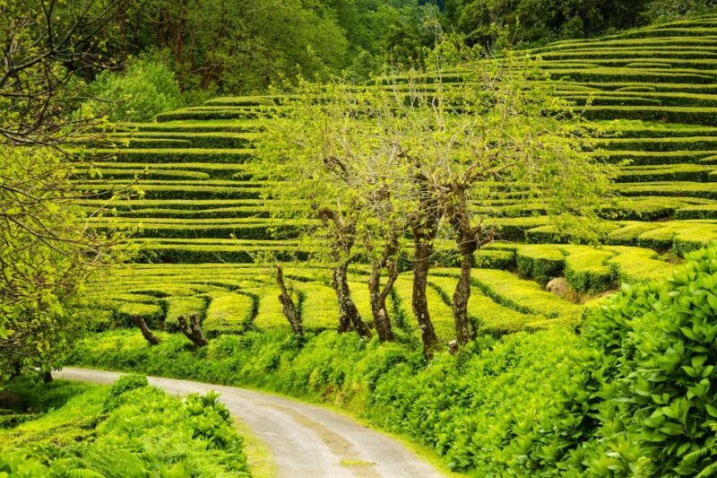 Azores: Private tour to All São Miguel island with lunch - FAQs