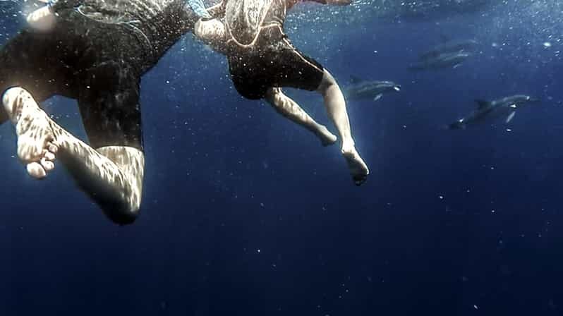 Azores: Swim with Dolphins Atlantic Experience - Who Will Love This Tour?